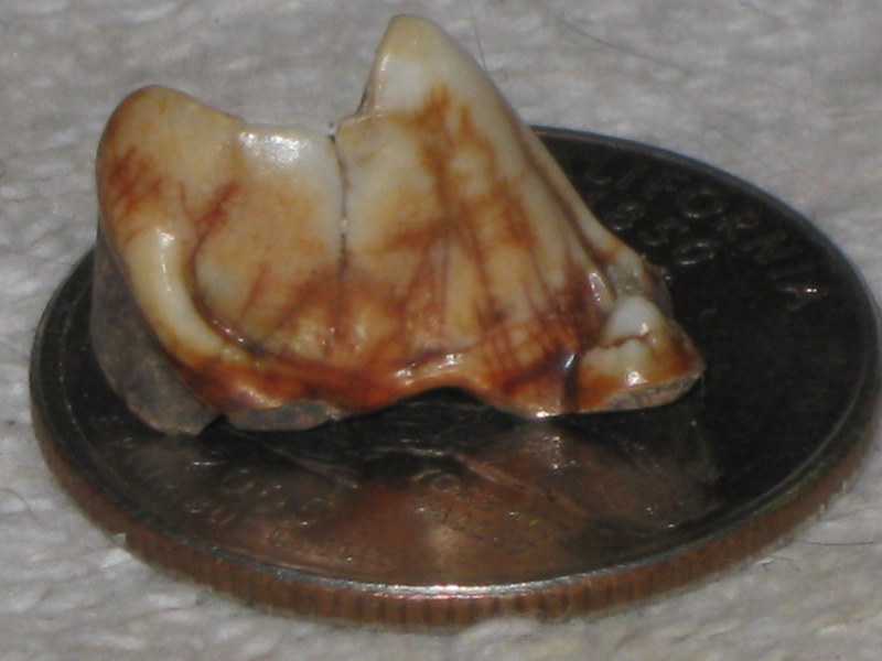 What Kind Of Tooth Is This? - Fossil Hunting Trips - The Fossil Forum