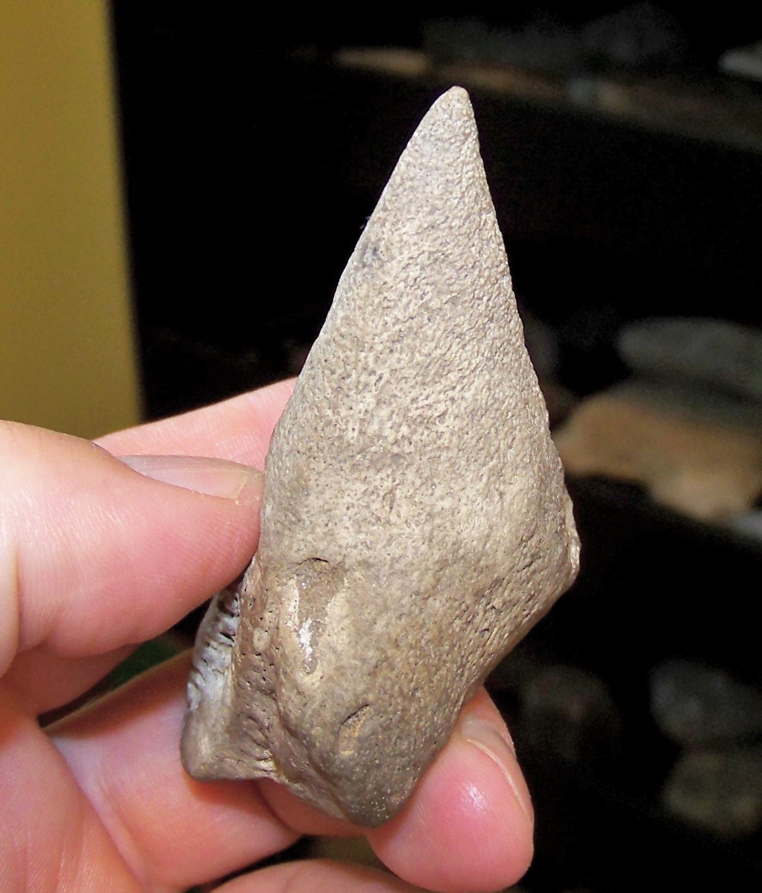 Odd Shape - Fossil ID - The Fossil Forum
