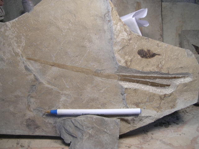 Fossilized Blade Of Grass? - Fossil Hunting Trips - The Fossil Forum