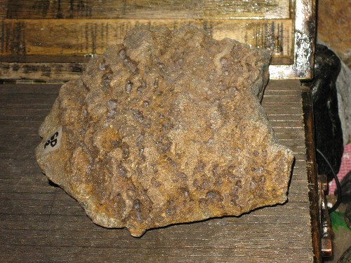 Coconut Fossil? - Fossil ID - The Fossil Forum