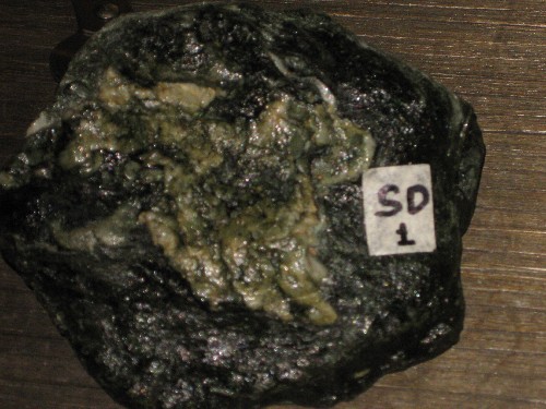 Coconut Fossil? - Fossil ID - The Fossil Forum