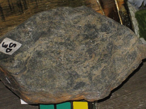 Coconut Fossil? - Fossil ID - The Fossil Forum
