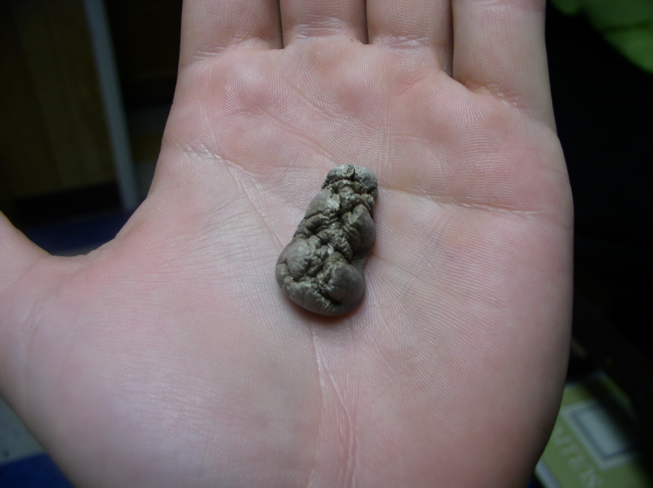Unerupted Mastodon Milk Tooth? - Fossil ID - The Fossil Forum