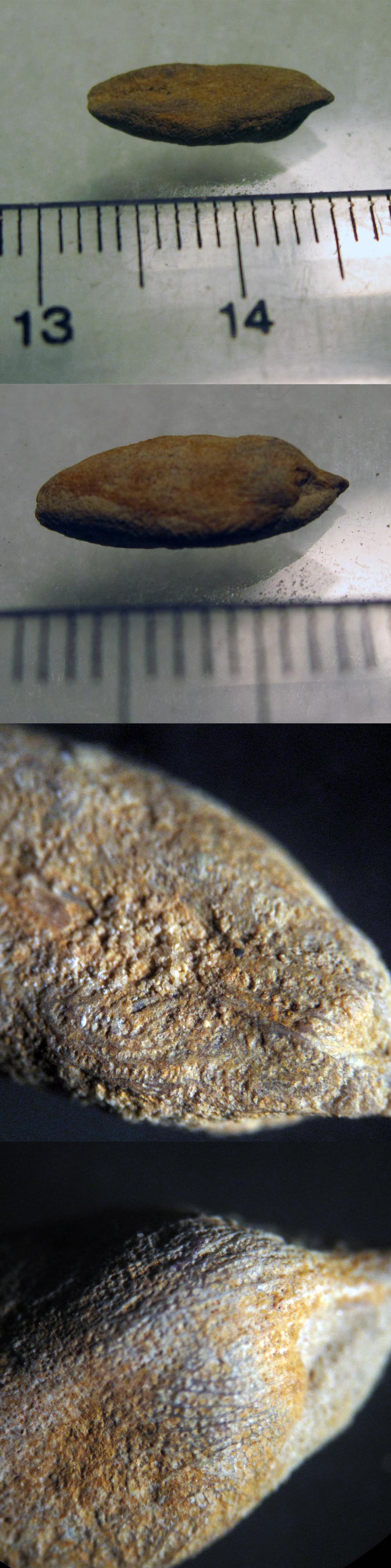 Fossil Seed? - Fossil ID - The Fossil Forum