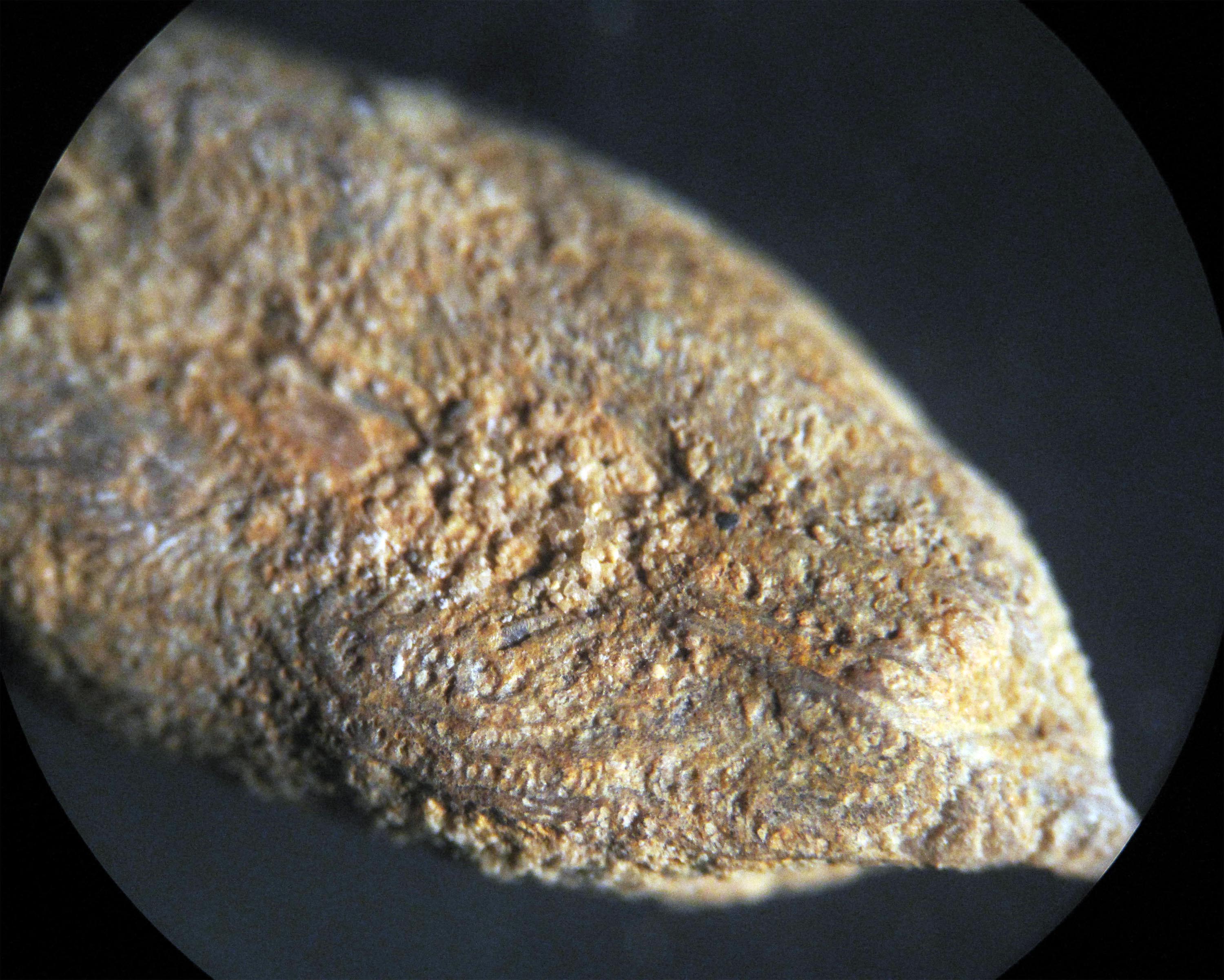 Fossil Seed? - Fossil ID - The Fossil Forum