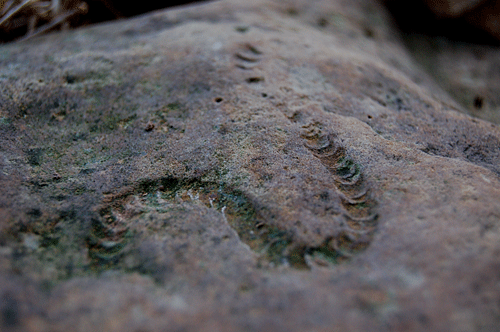 Random - Fossil Hunting Trips - The Fossil Forum