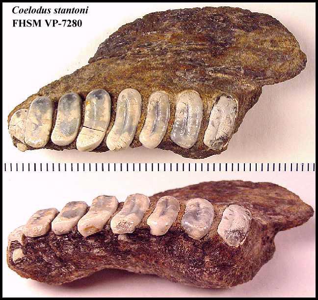¿otoliths? - Fossil ID - The Fossil Forum