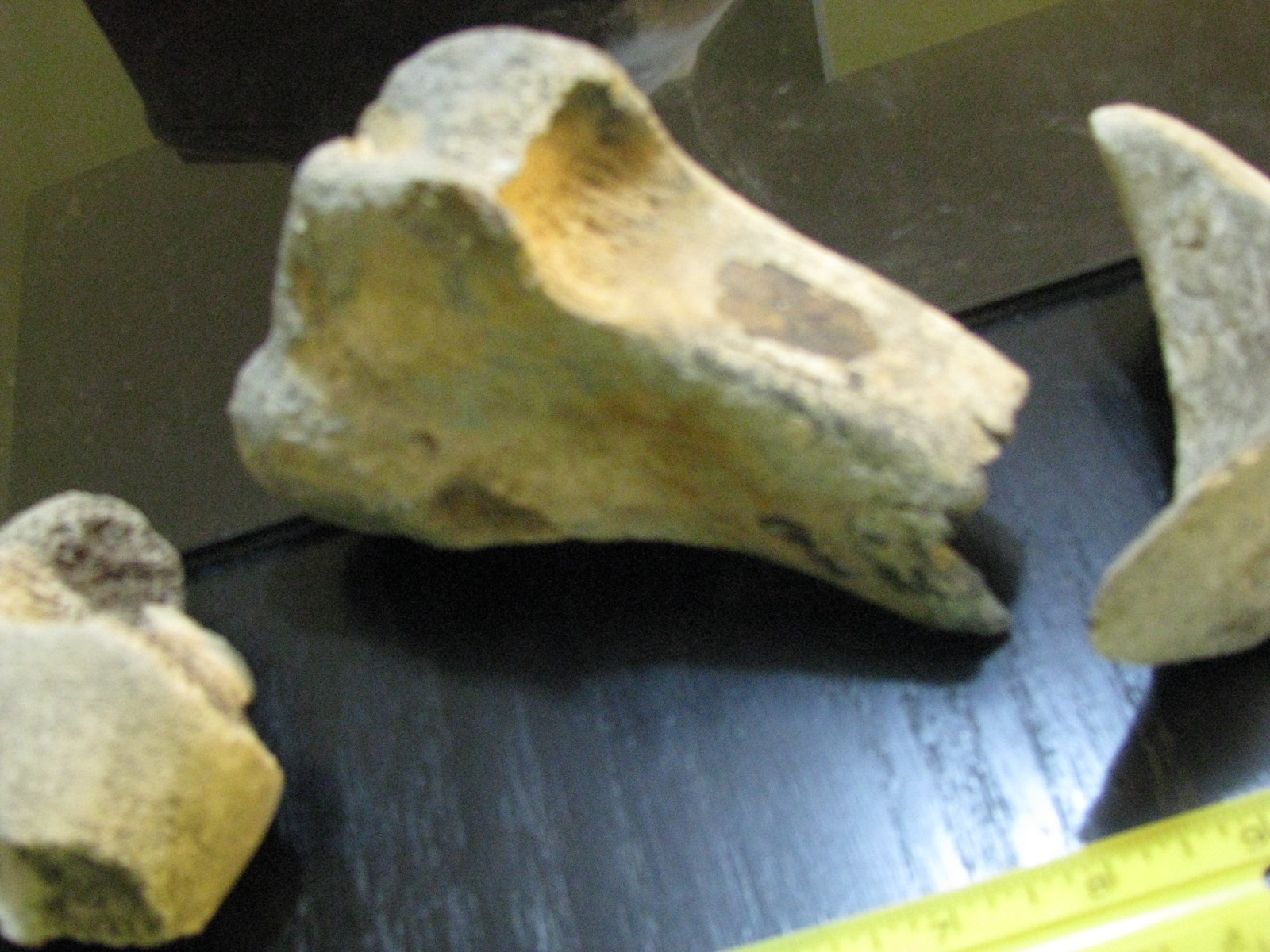 Need Id Help - Fossil ID - The Fossil Forum