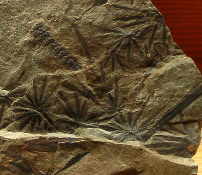 Old Things In New Light - General Fossil Discussion - The Fossil Forum