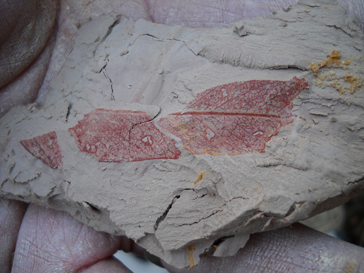 Fossils Are Red... Violets Are Blue - Fossil Hunting Trips - The Fossil ...