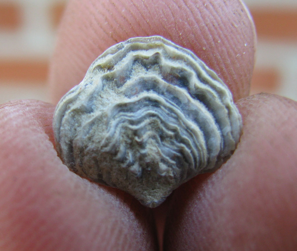 Haragan Formation Brachiopod Id's - Fossil ID - The Fossil Forum