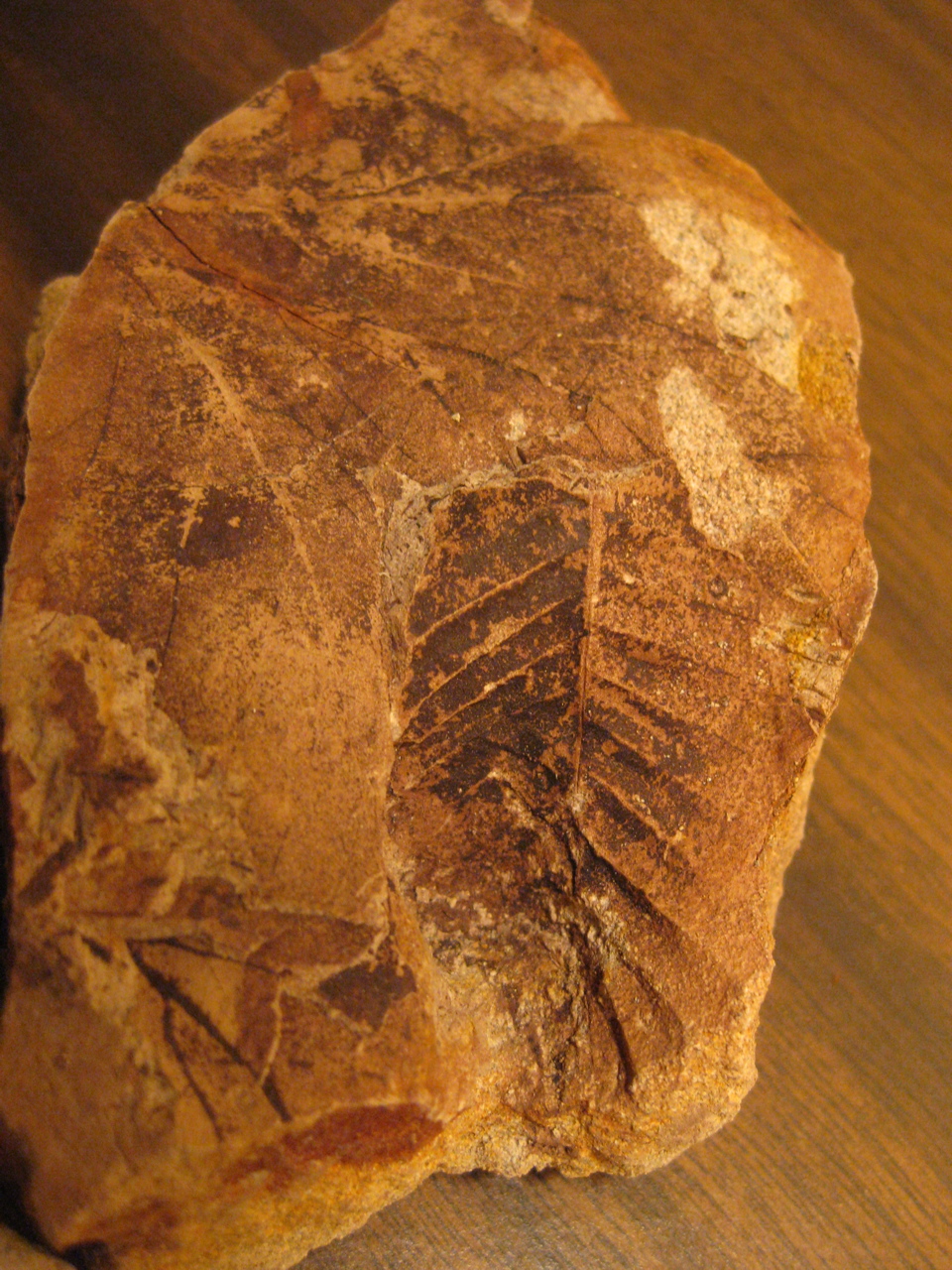 Oregon Fall Fossil Leaves - General Fossil Discussion - The Fossil Forum