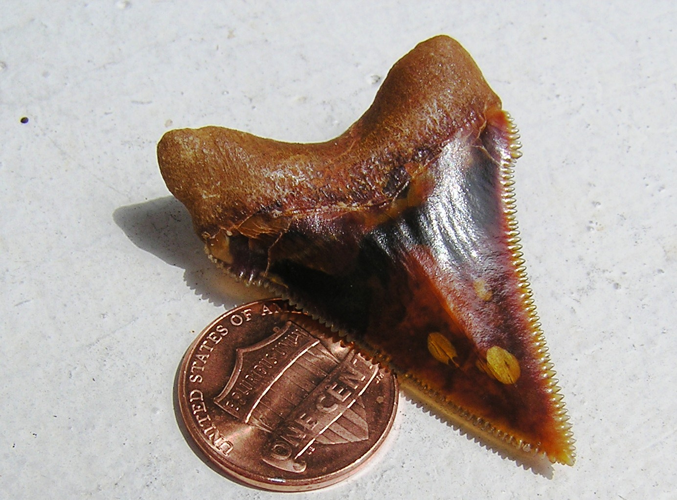Color / Pigment In A Fossil - General Fossil Discussion - The Fossil Forum