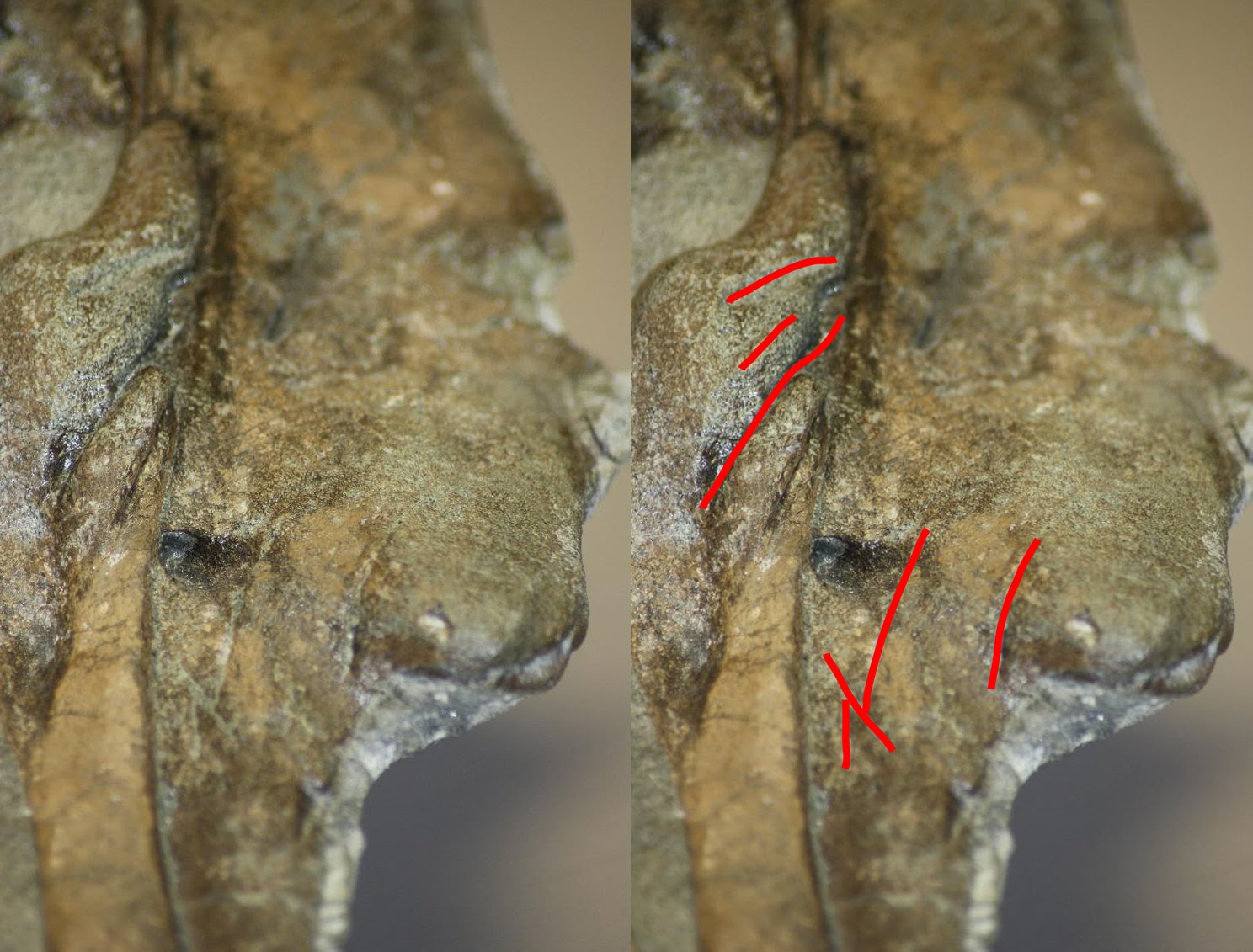 Shark-Bitten Dolphin Skull - Member Collections - The Fossil Forum
