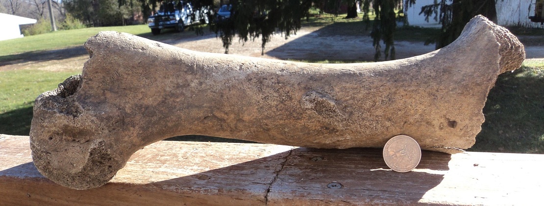 Big Bone - Fossil ID - The Fossil Forum
