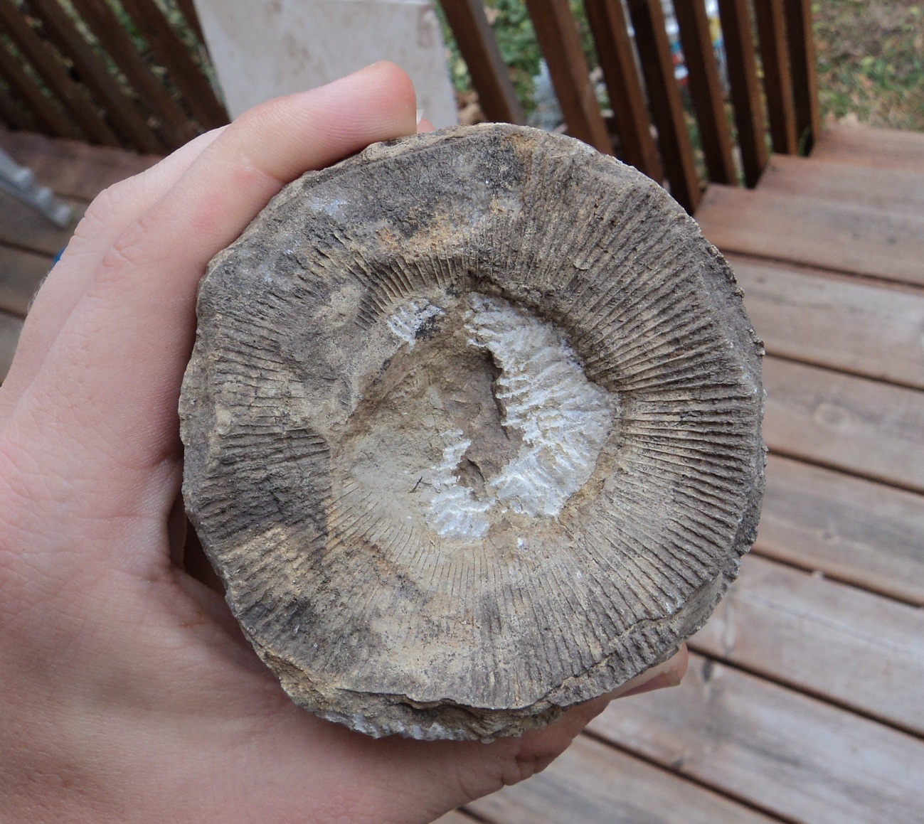 Show Us Your Round Stuff - General Fossil Discussion - The Fossil Forum