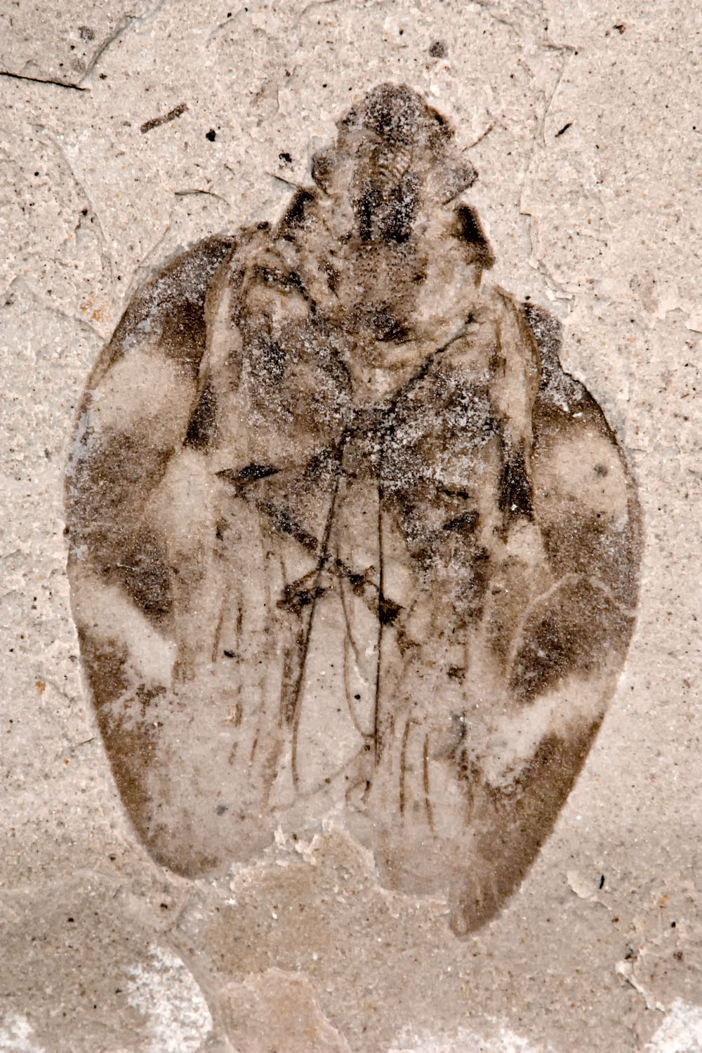 Color / Pigment In A Fossil - General Fossil Discussion - The Fossil Forum