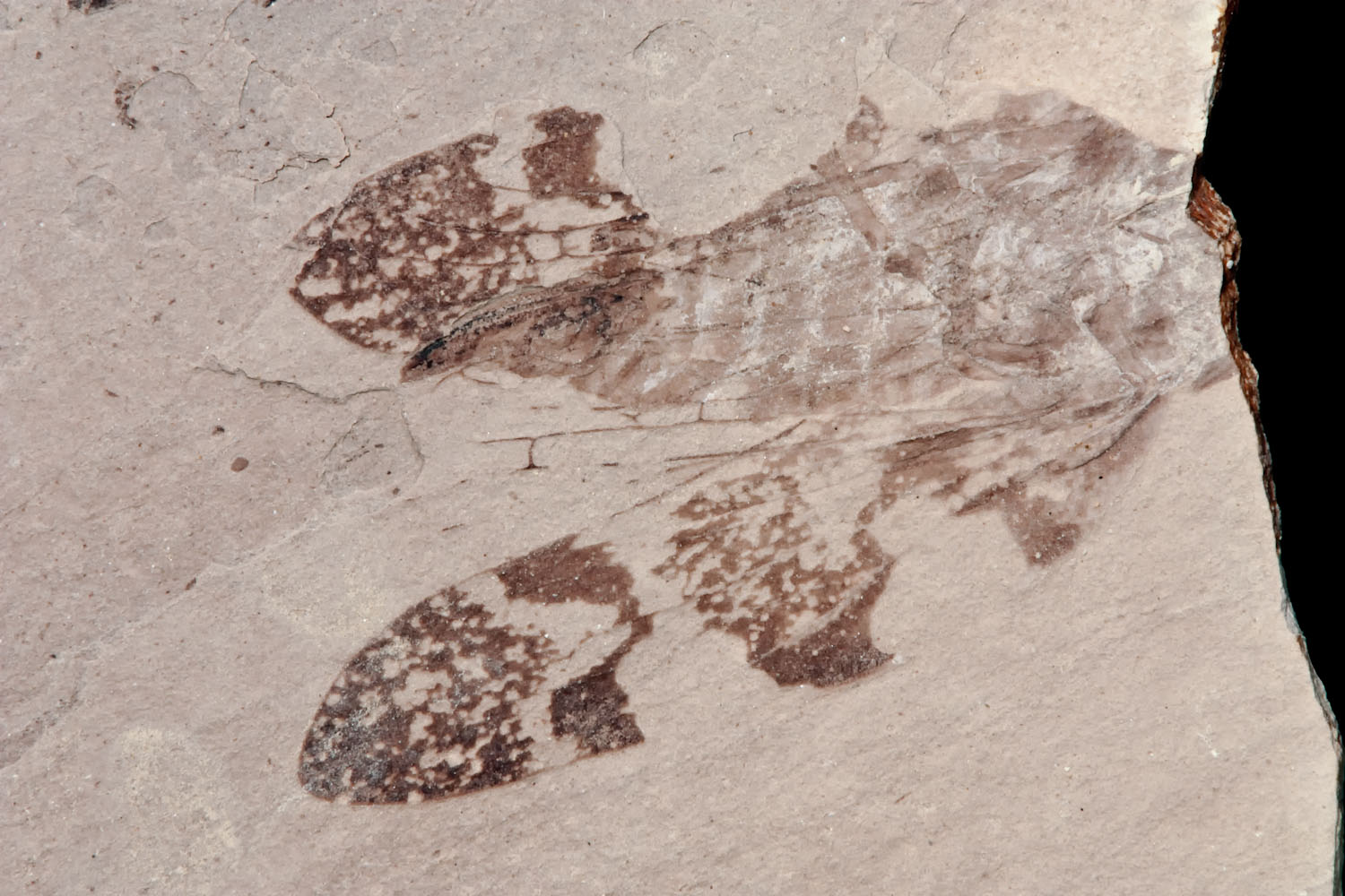 Color / Pigment In A Fossil - General Fossil Discussion - The Fossil Forum