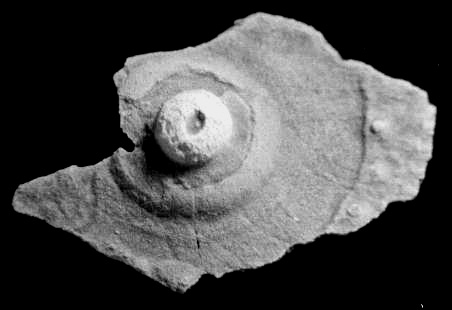 Cidaroid Spine Or Something Else? - Fossil ID - The Fossil Forum