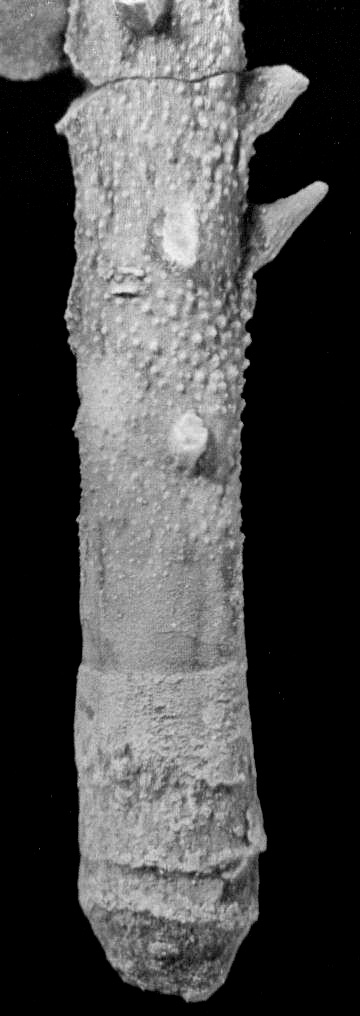 Cidaroid Spine Or Something Else? - Fossil ID - The Fossil Forum