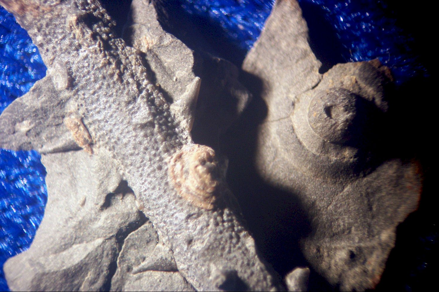 Cidaroid Spine Or Something Else? - Fossil ID - The Fossil Forum