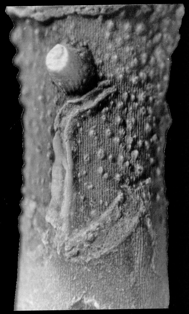 Cidaroid Spine Or Something Else? - Fossil ID - The Fossil Forum