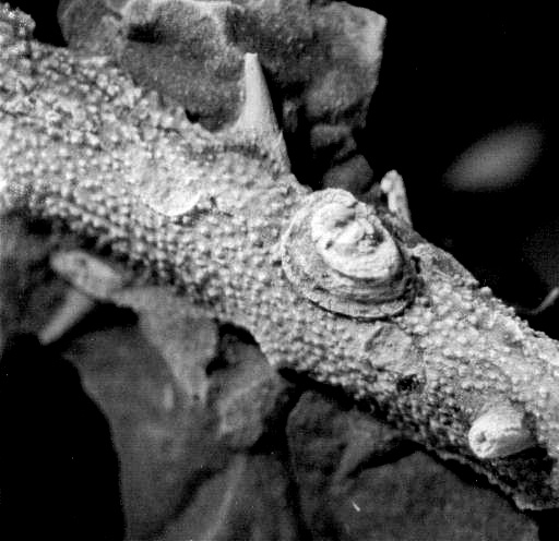 Cidaroid Spine Or Something Else? - Fossil ID - The Fossil Forum