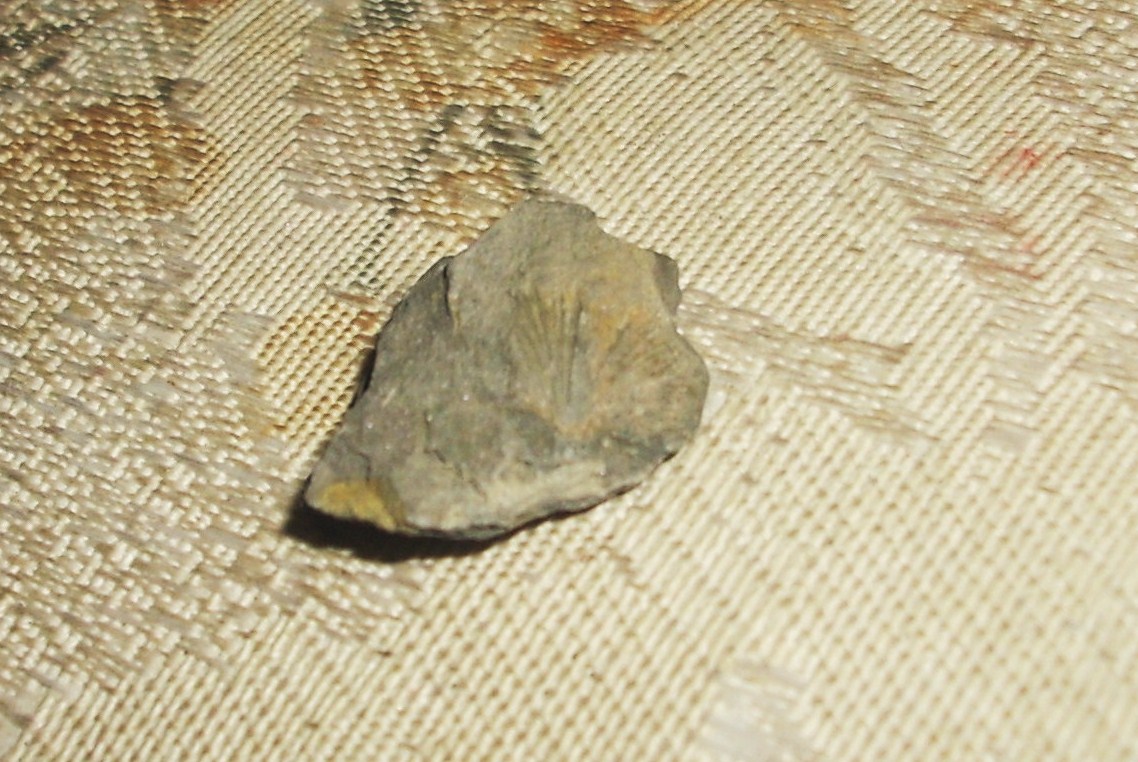 Clam Imprint? - Fossil ID - The Fossil Forum