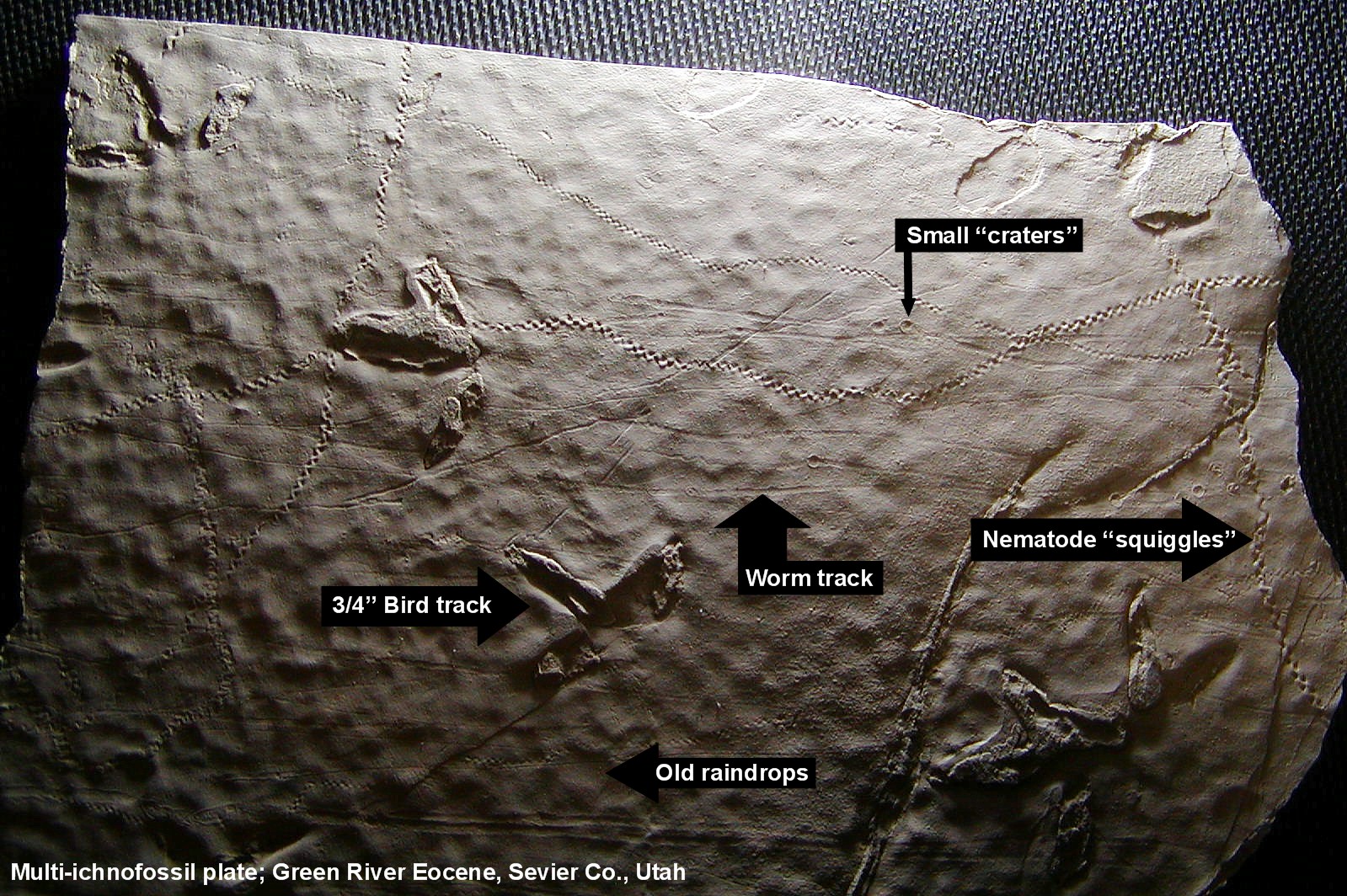 Two New Ichnofossils - Member Collections - The Fossil Forum