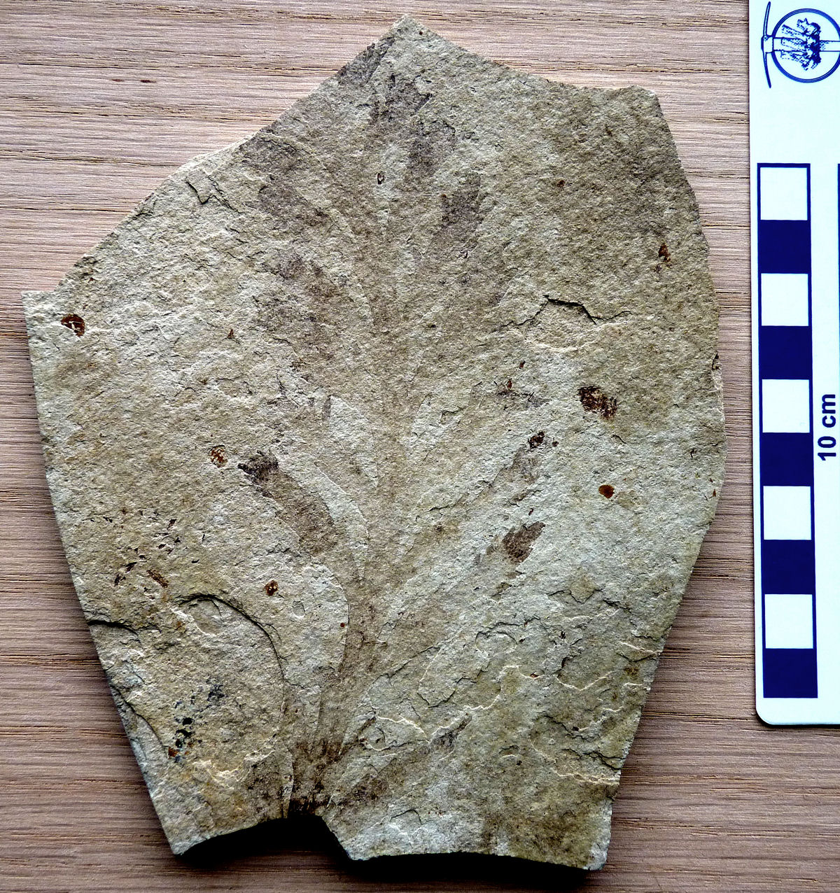 Fossil Seaweed - General Fossil Discussion - The Fossil Forum