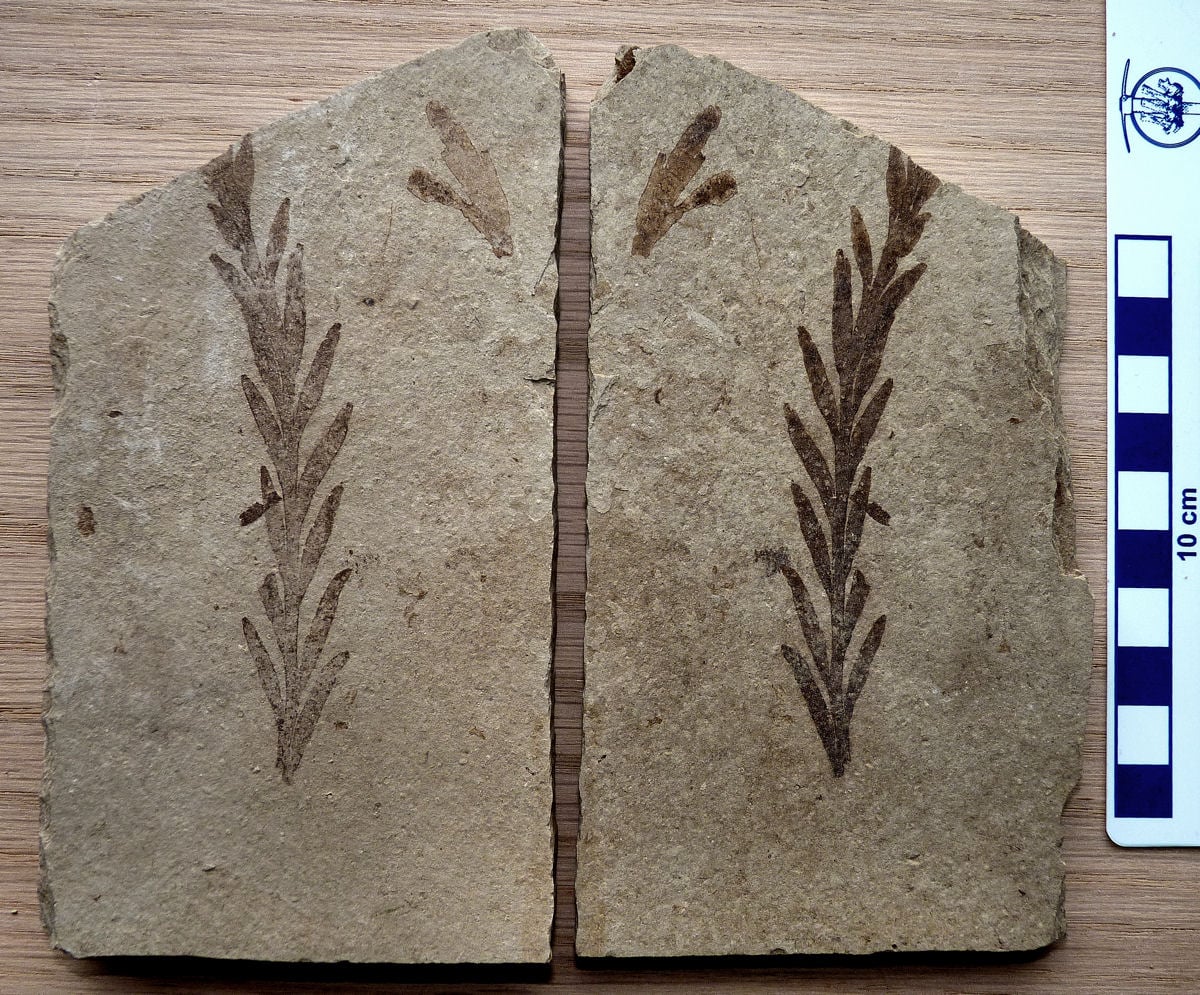 Fossil Seaweed - General Fossil Discussion - The Fossil Forum