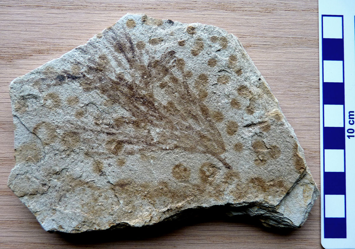 Fossil Seaweed - General Fossil Discussion - The Fossil Forum