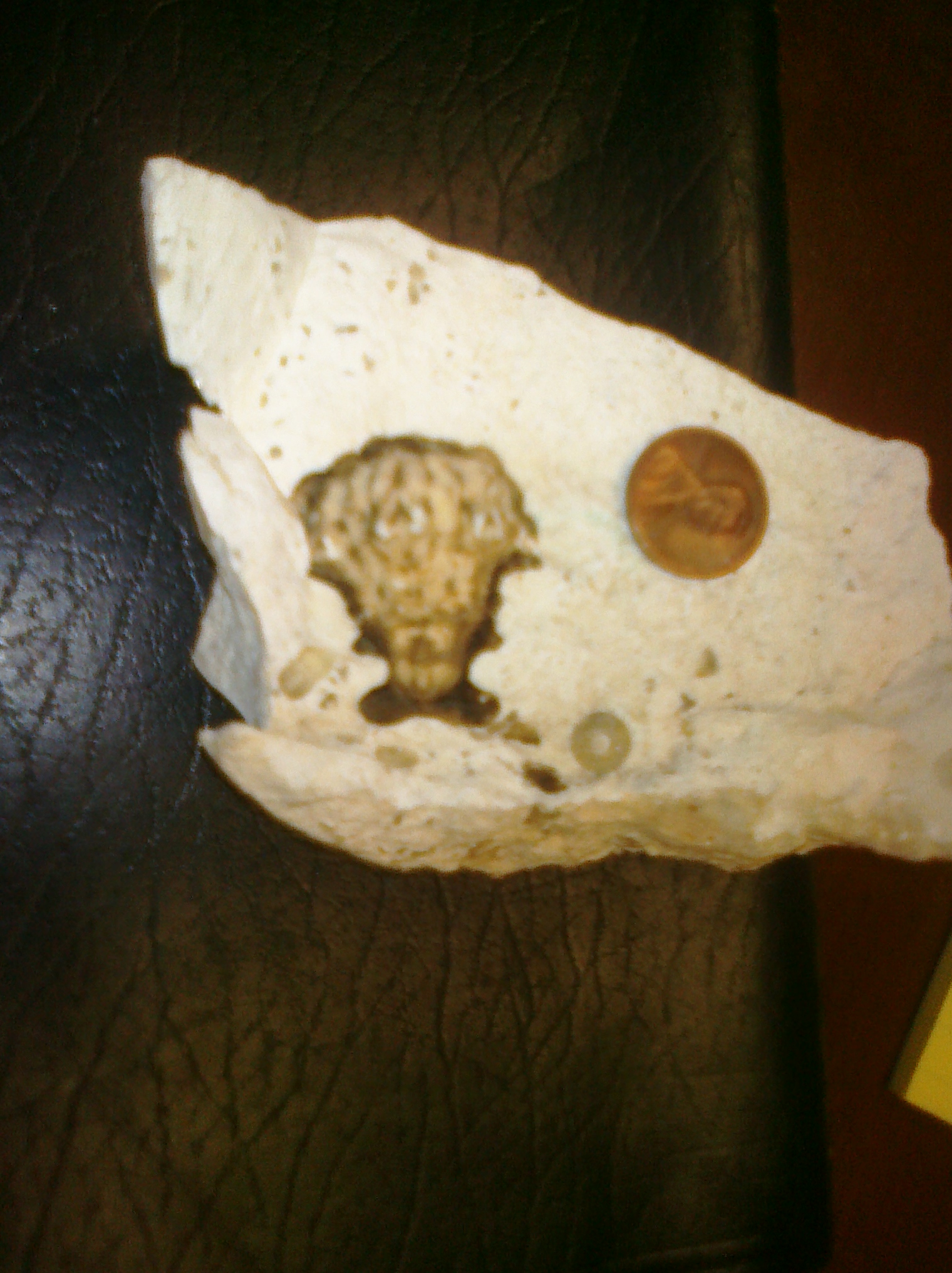 **need Fossill Id - Fossil ID - The Fossil Forum