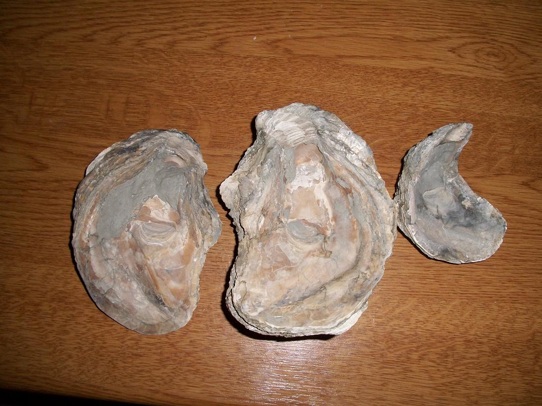 Two Colonies Oyster's Id - Fossil ID - The Fossil Forum