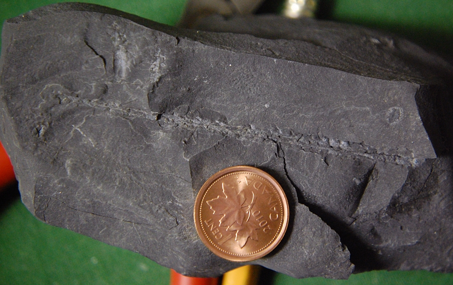 Cidaroid Spine Or Something Else? - Fossil ID - The Fossil Forum