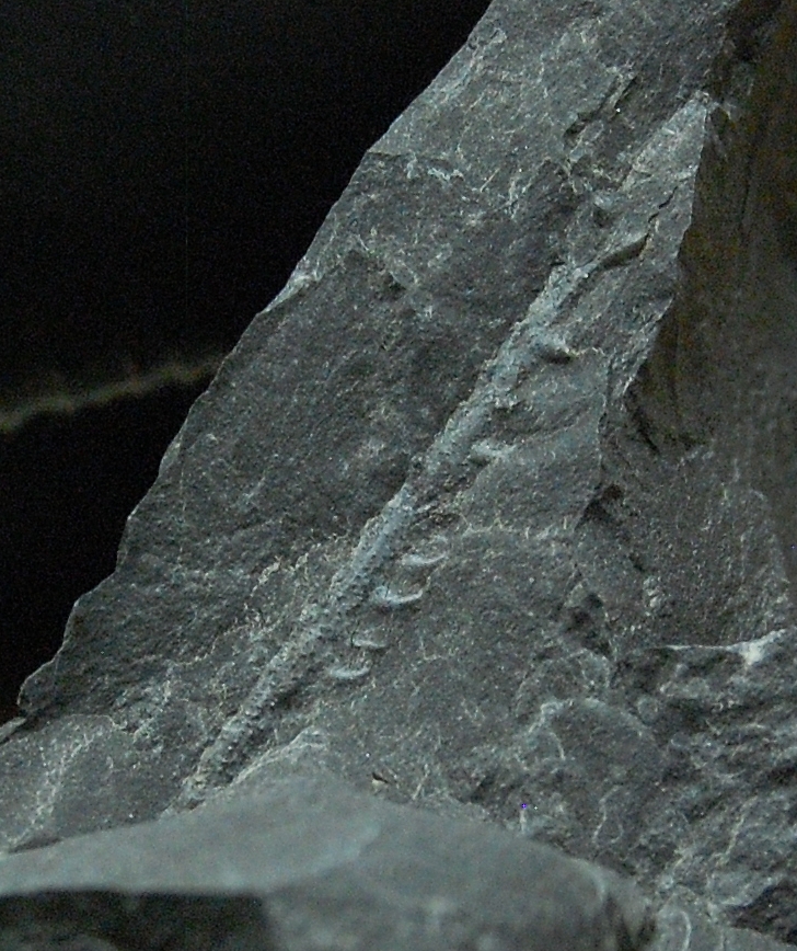Cidaroid Spine Or Something Else? - Fossil ID - The Fossil Forum