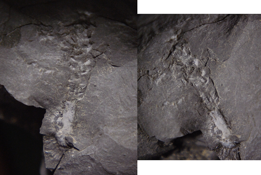 Cidaroid Spine Or Something Else? - Fossil ID - The Fossil Forum