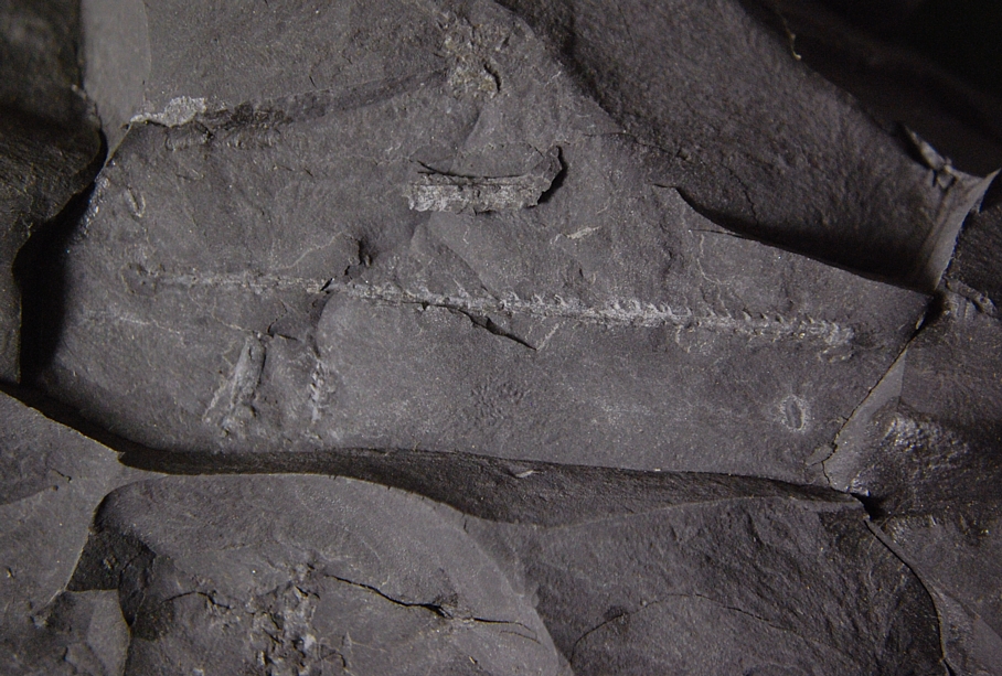 Cidaroid Spine Or Something Else? - Fossil ID - The Fossil Forum