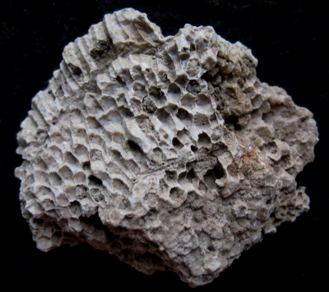 Another Corallite - Fossil ID - The Fossil Forum