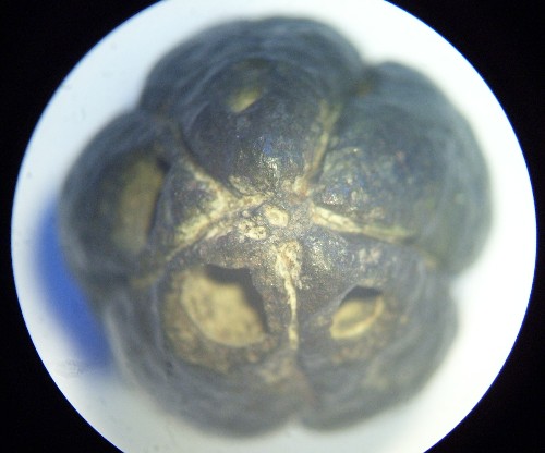 Fossilized Mango? - Fossil ID - The Fossil Forum