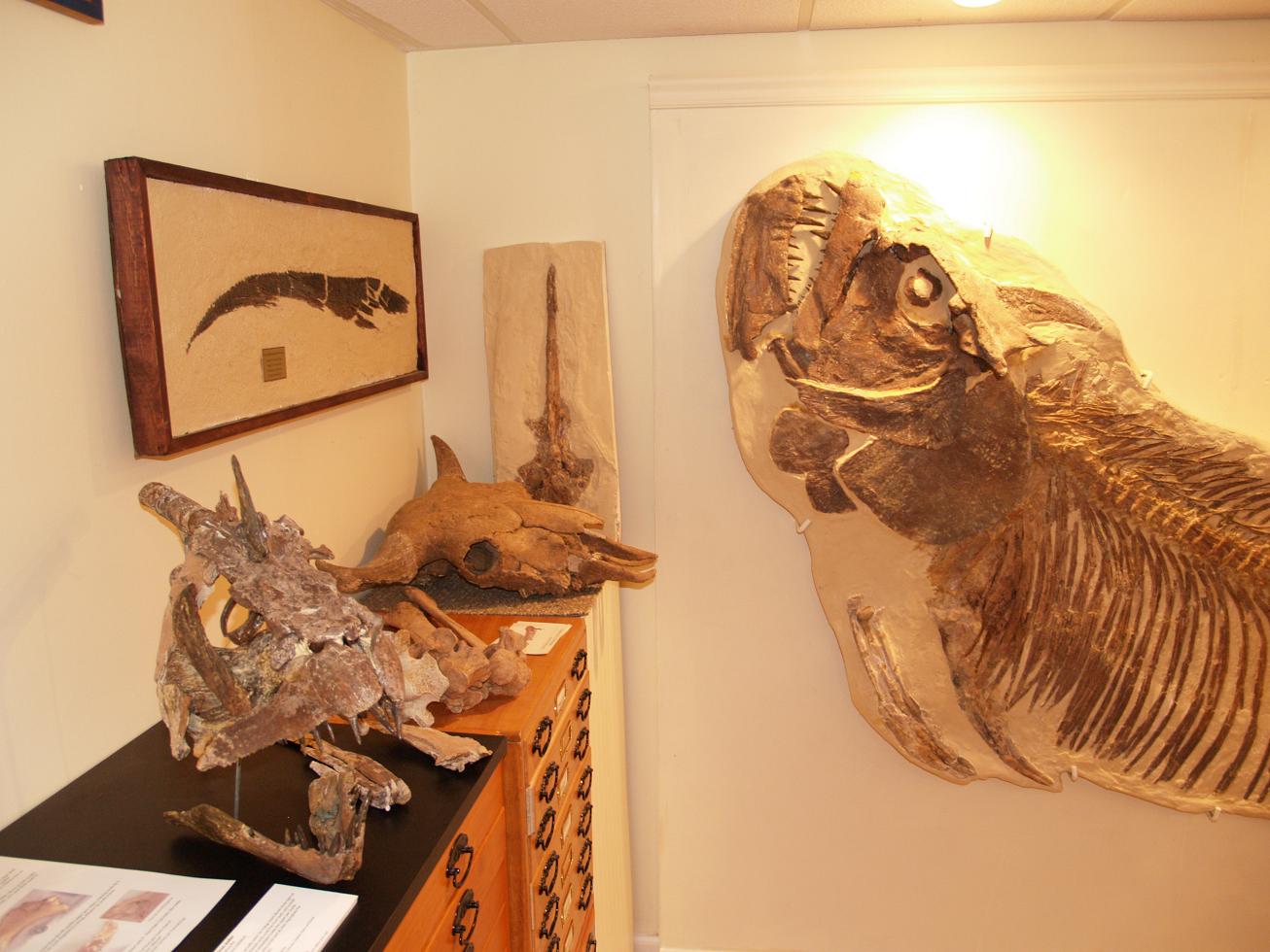 My Fossil Room - Member Collections - The Fossil Forum