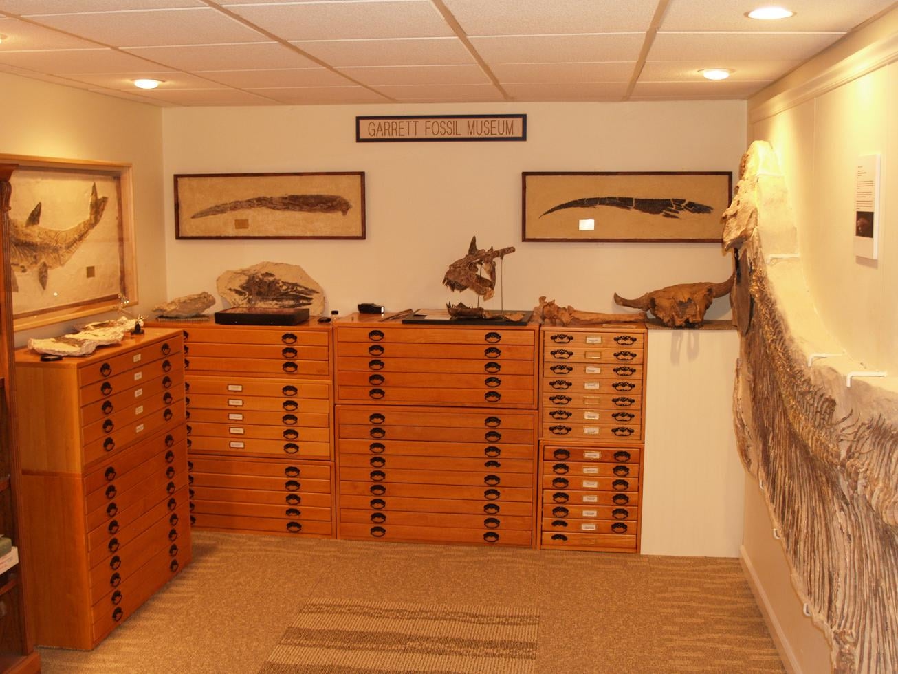 My Fossil Room - Member Collections - The Fossil Forum