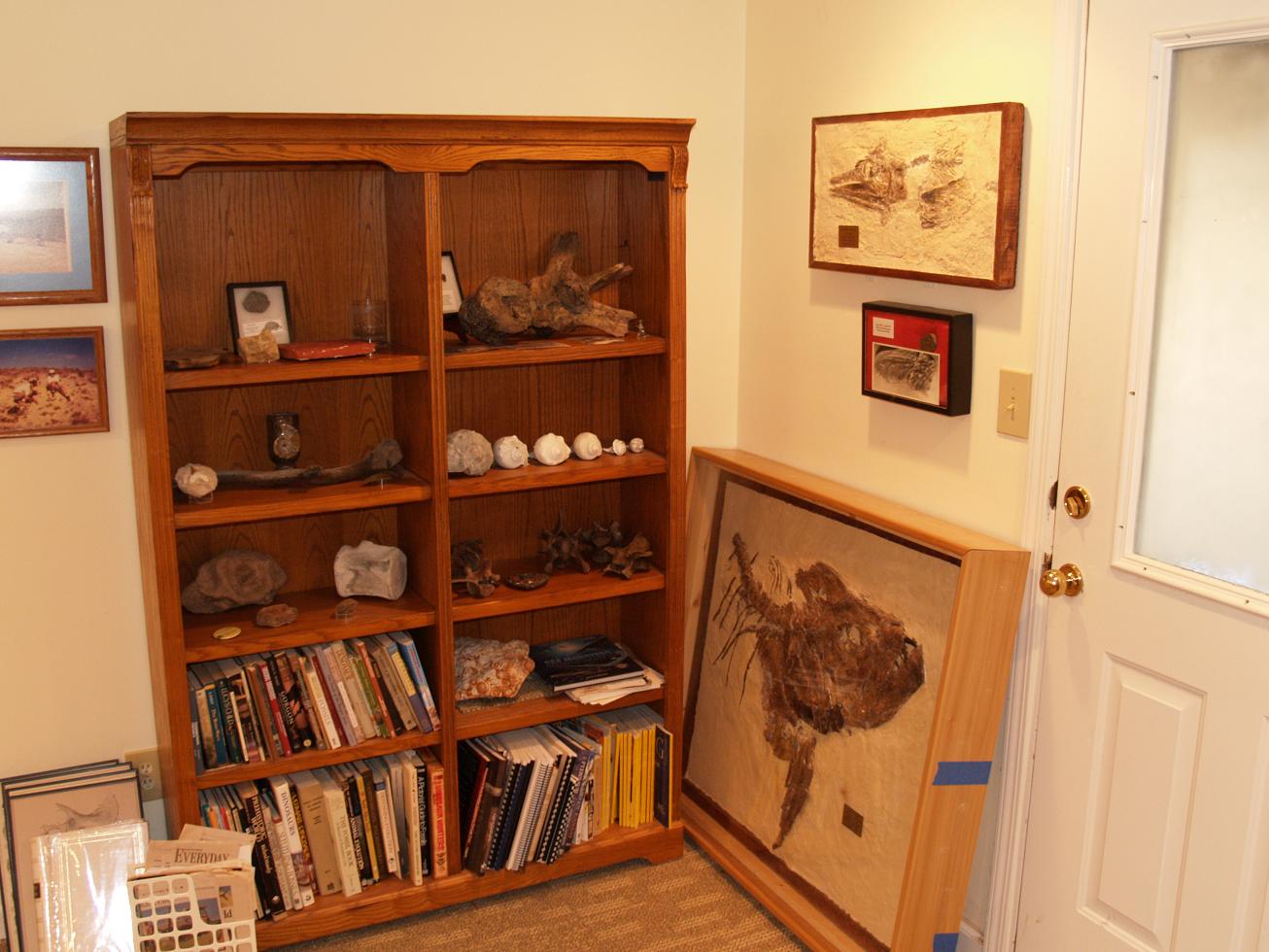My Fossil Room - Member Collections - The Fossil Forum