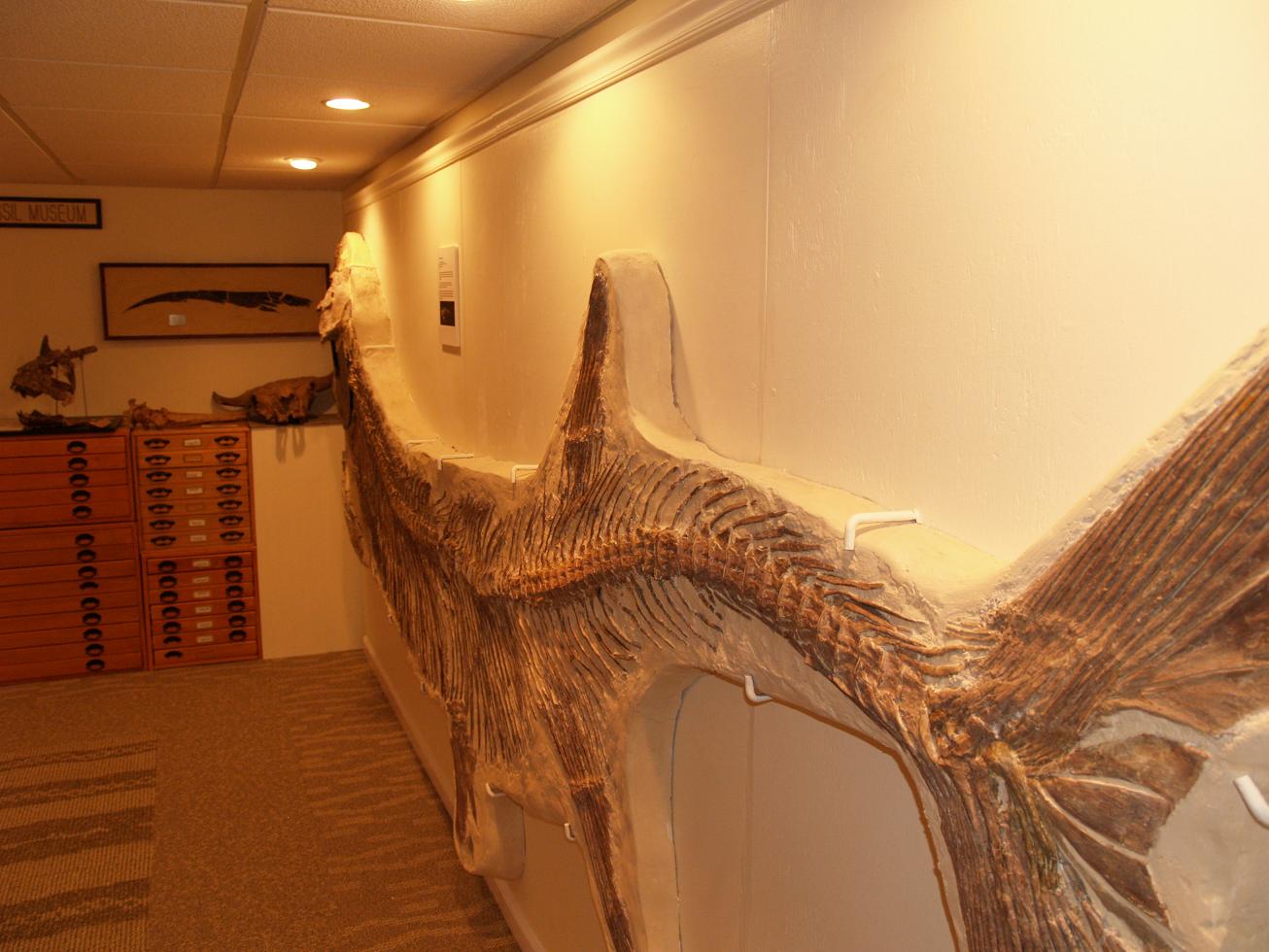 My Fossil Room - Member Collections - The Fossil Forum