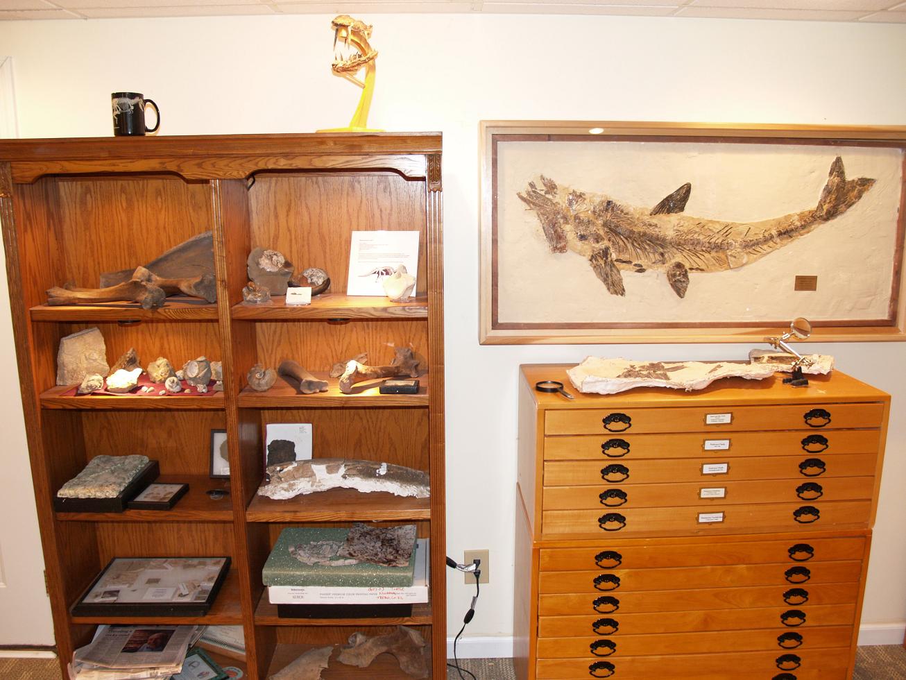 My Fossil Room - Member Collections - The Fossil Forum