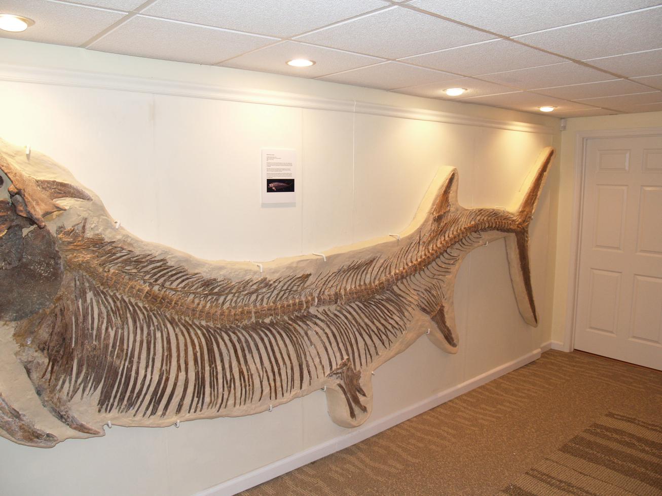 My Fossil Room - Member Collections - The Fossil Forum