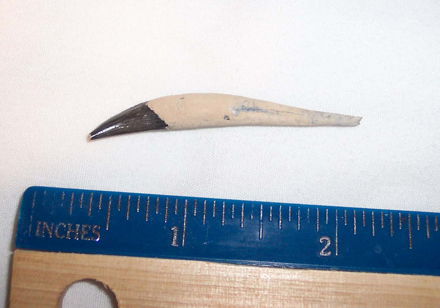Is This A Dolphin Tooth? - Fossil ID - The Fossil Forum