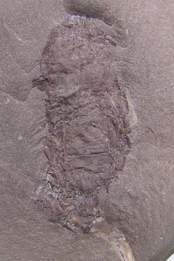 Latest Drawer - Member Collections - The Fossil Forum