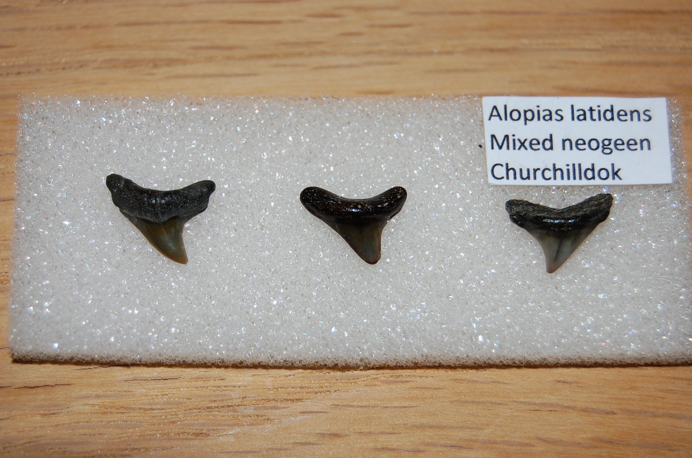 Some Of My Alopias Teeth - Member Collections - The Fossil Forum