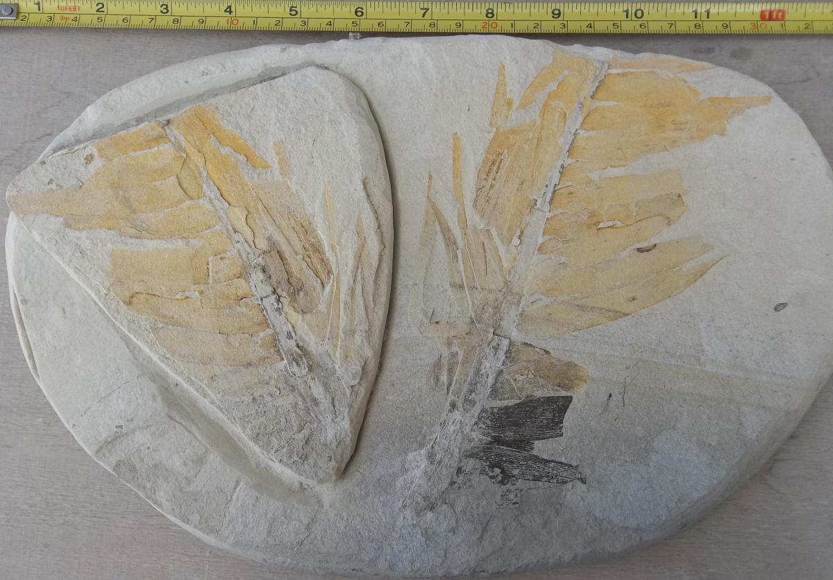 October 2011 Invertebrate / Plant Find Of The Month - Fossil of the ...